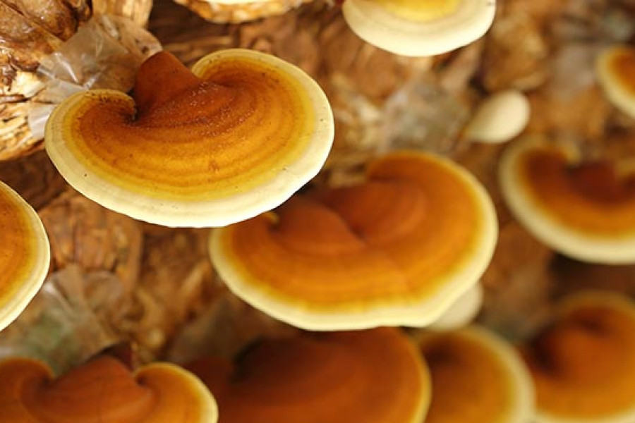 Reaping the Benefits of Reishi