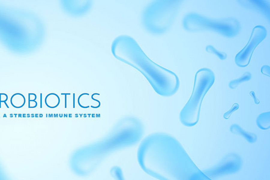 The Power of Probiotics for a Stressed Immune System